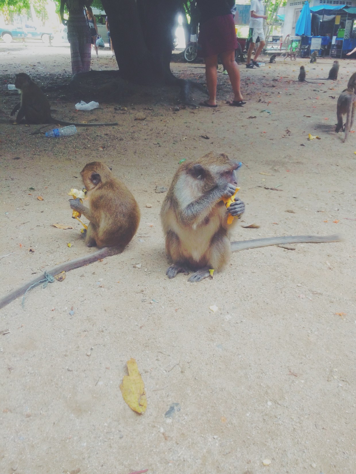 Thai Monkeys